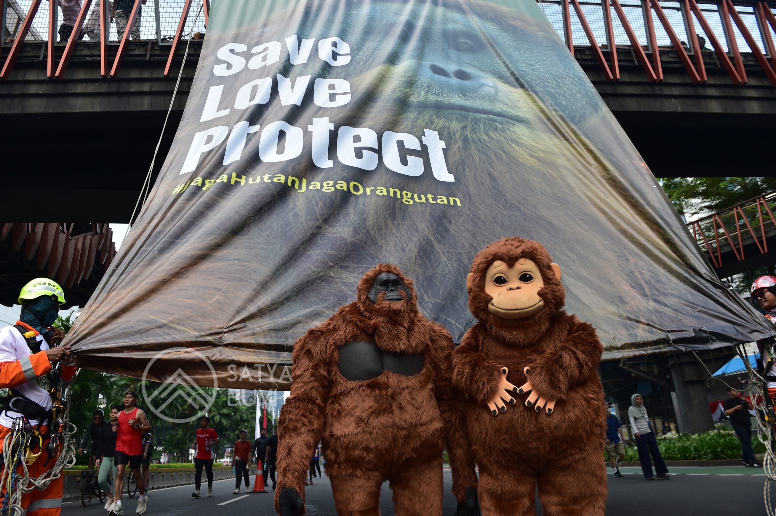 Pertama di Indonesia, Hari Orangutan Sedunia 2025 Disuarakan Lewat ...
